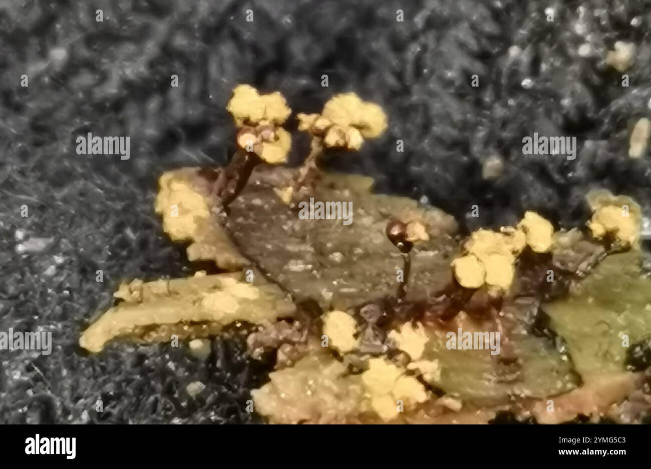 Trichia botrytis hi-res stock photography and images - Alamy