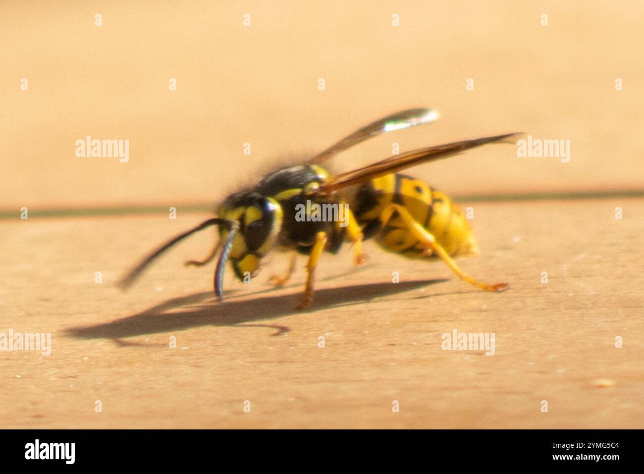 German Yellowjacket (Vespula germanica Stock Photo - Alamy