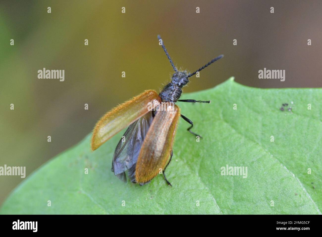 Rough-haired Lagria Beetle (Lagria hirta Stock Photo - Alamy