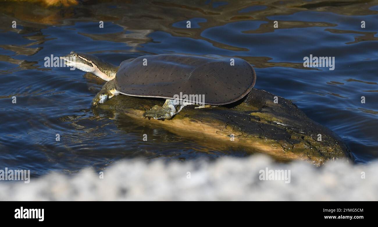 Midland Smooth Softshell Turtle (Apalone mutica mutica Stock Photo - Alamy