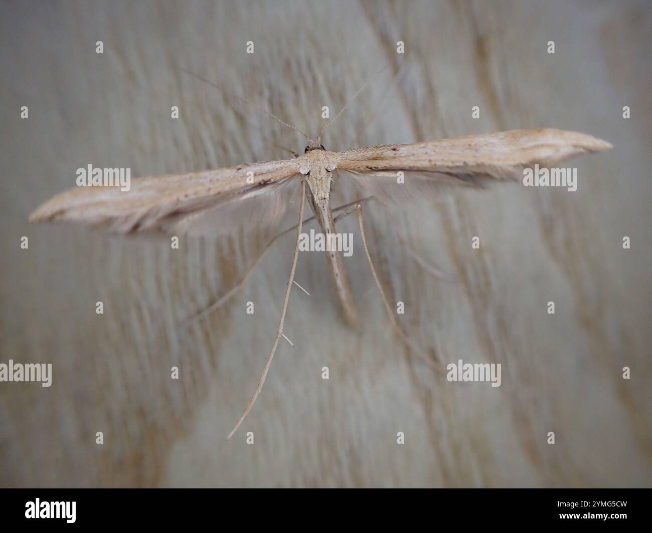 Morning-glory Plume Moth (Emmelina monodactyla Stock Photo - Alamy