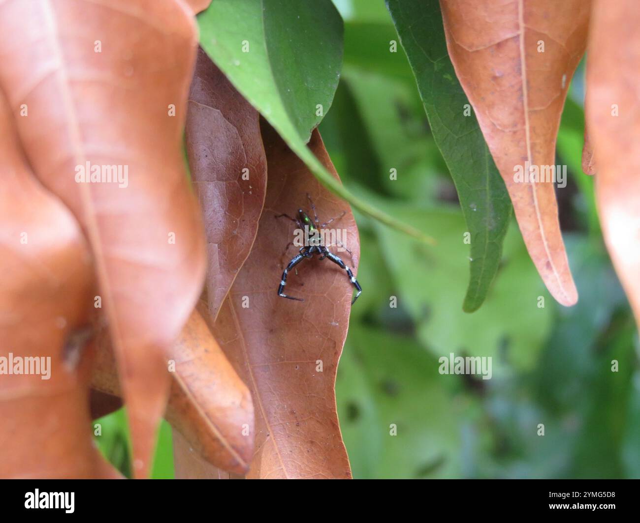 Lurio hi-res stock photography and images - Alamy