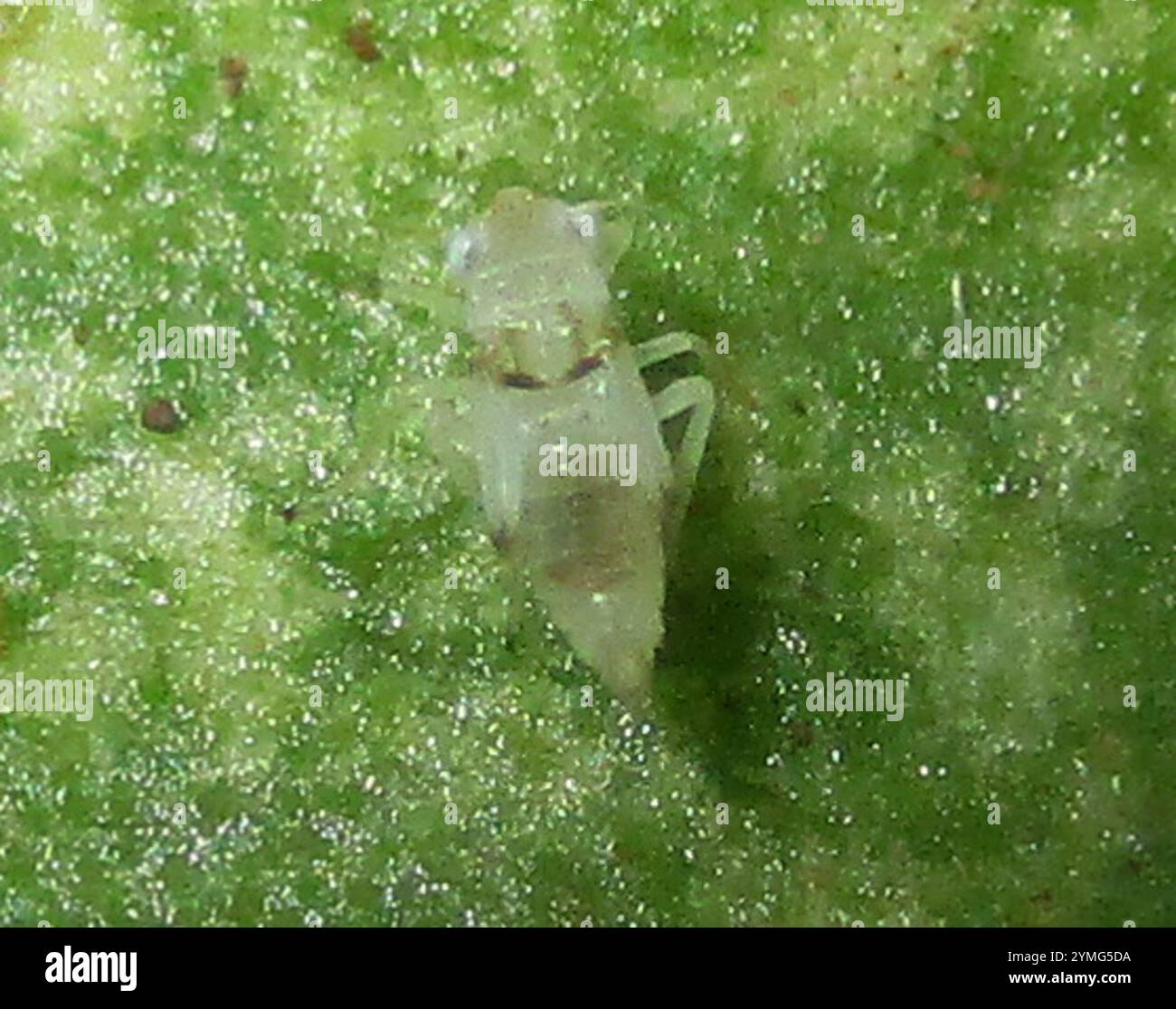 True Bugs, Hoppers, Aphids, and allies (Hemiptera Stock Photo - Alamy