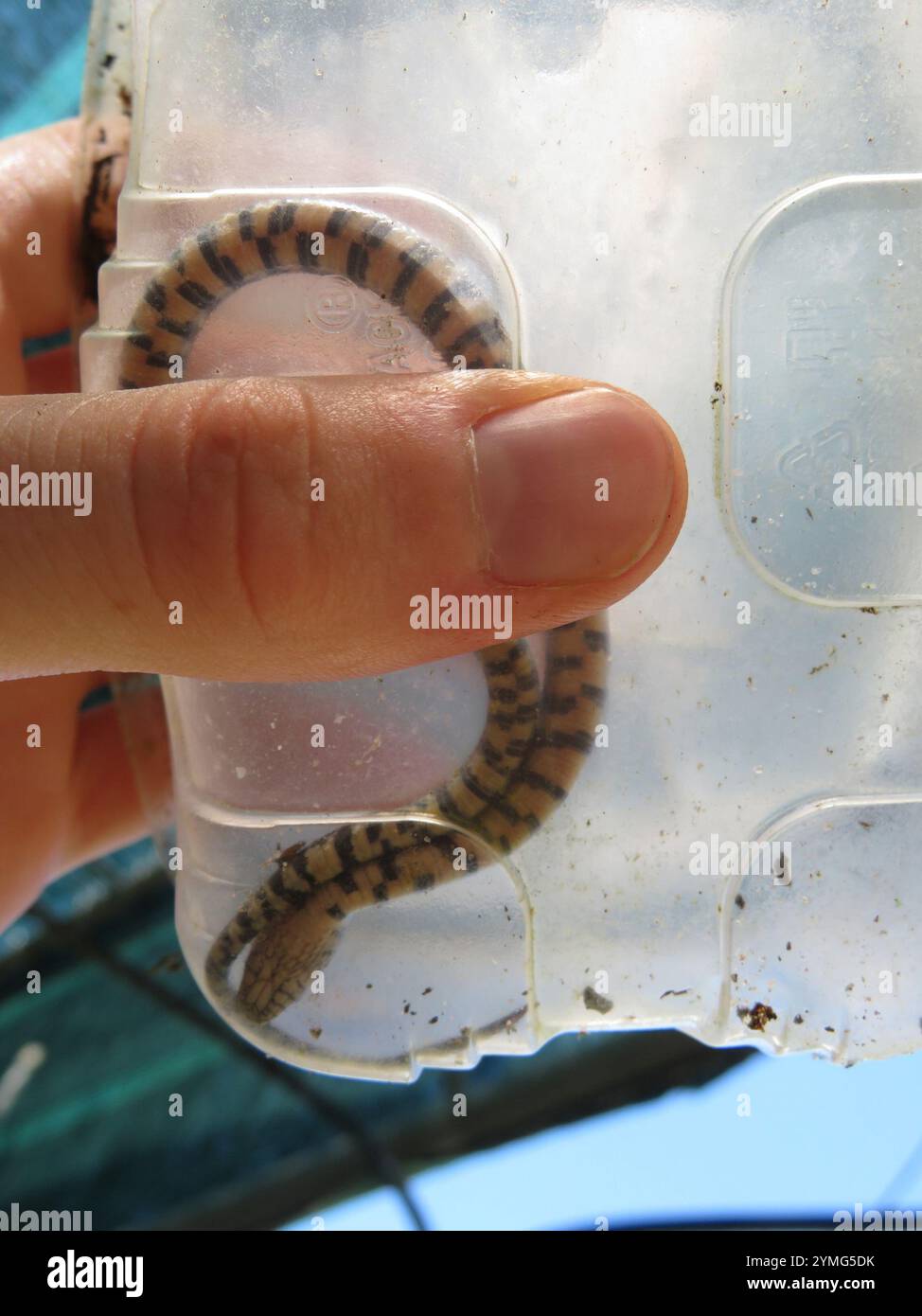 Cobella hi-res stock photography and images - Alamy