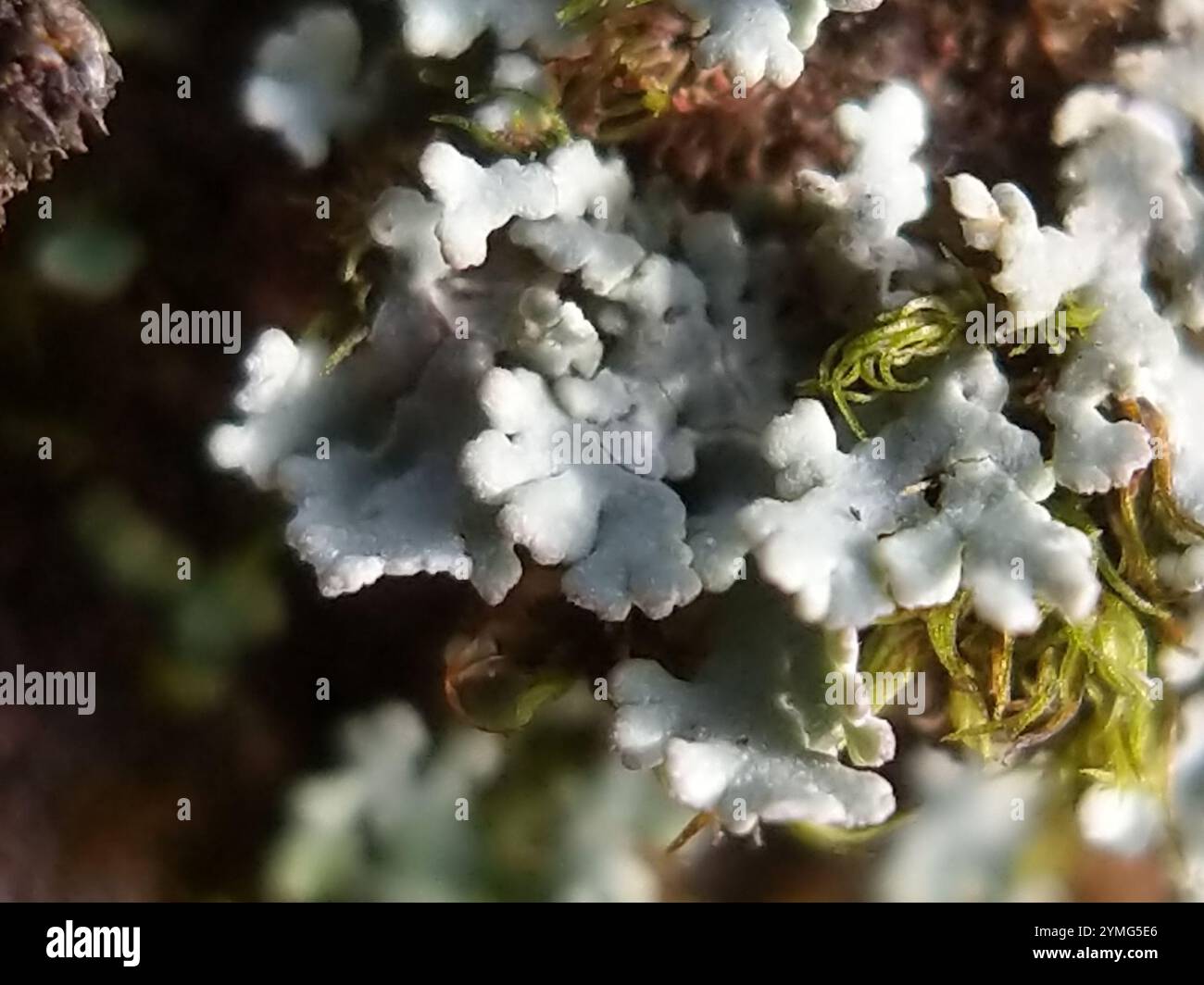common lichens (Lecanoromycetes Stock Photo - Alamy
