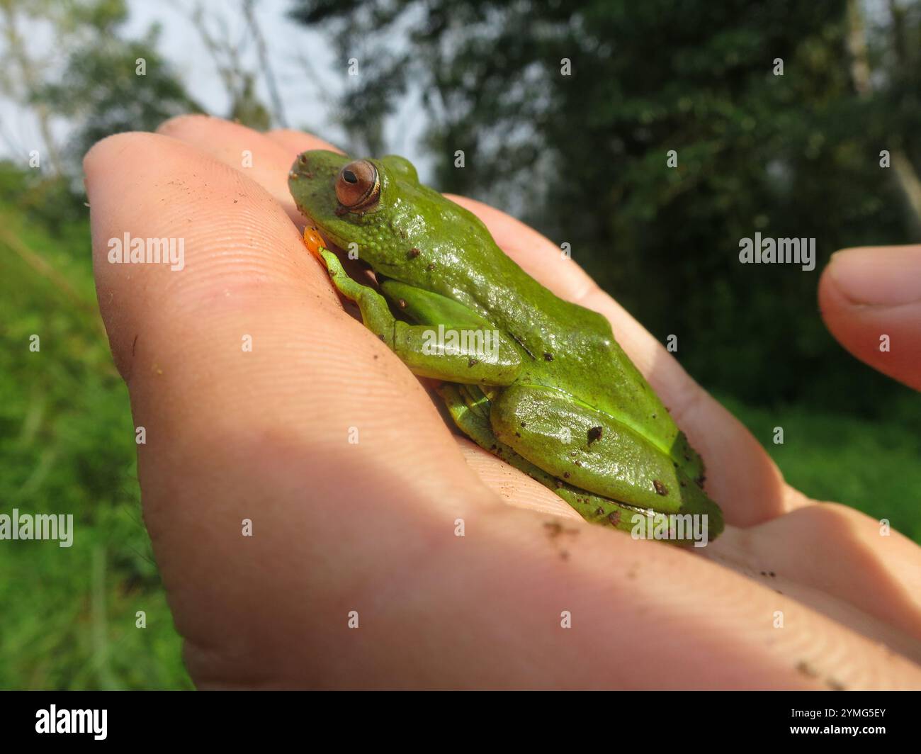São Tomé Giant Treefrog (Hyperolius thomensis Stock Photo - Alamy
