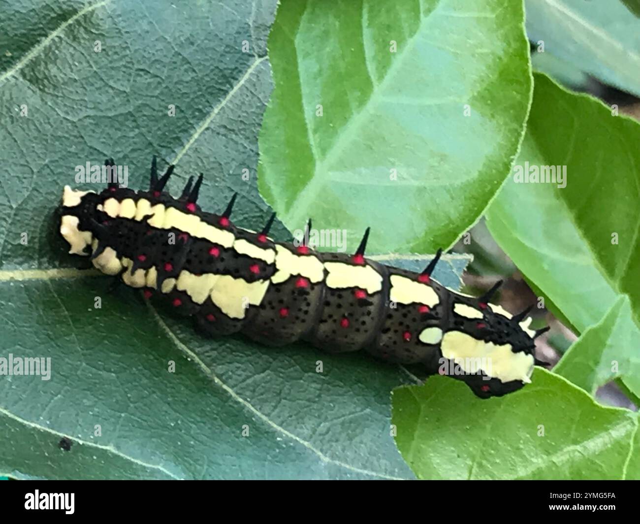 Papilio clytia clytia hi-res stock photography and images - Alamy