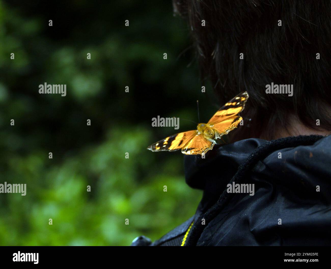 Orange Mapwing (Hypanartia lethe Stock Photo - Alamy