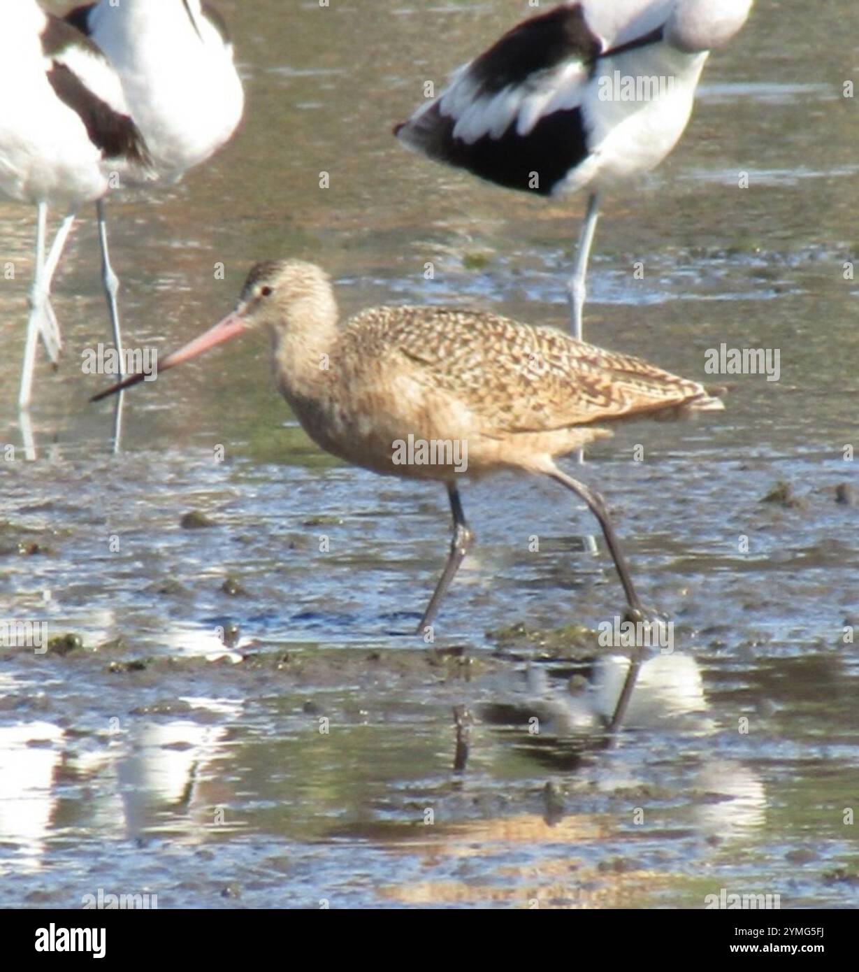 Marbled Godwit (Limosa fedoa Stock Photo - Alamy