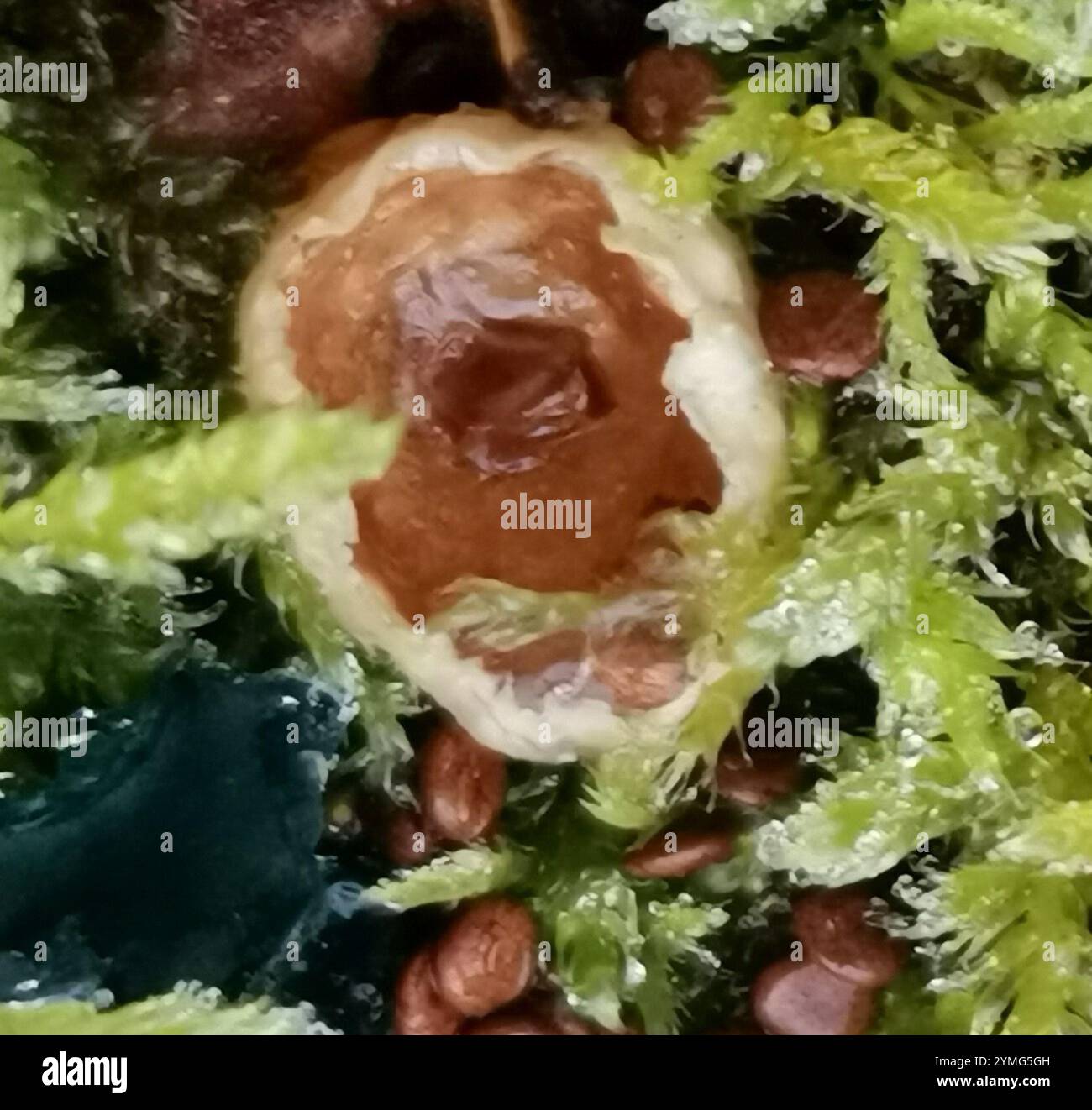 amorphous bird's nest fungus (Nidularia deformis Stock Photo - Alamy