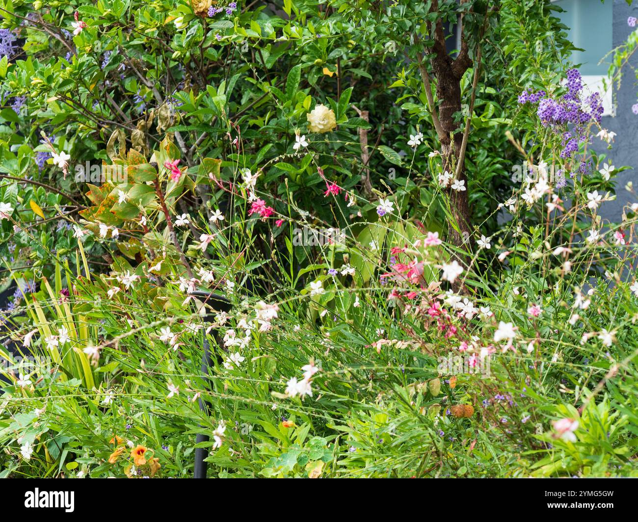 Messy cottage garden in spring with pink white and purple flowers and ...