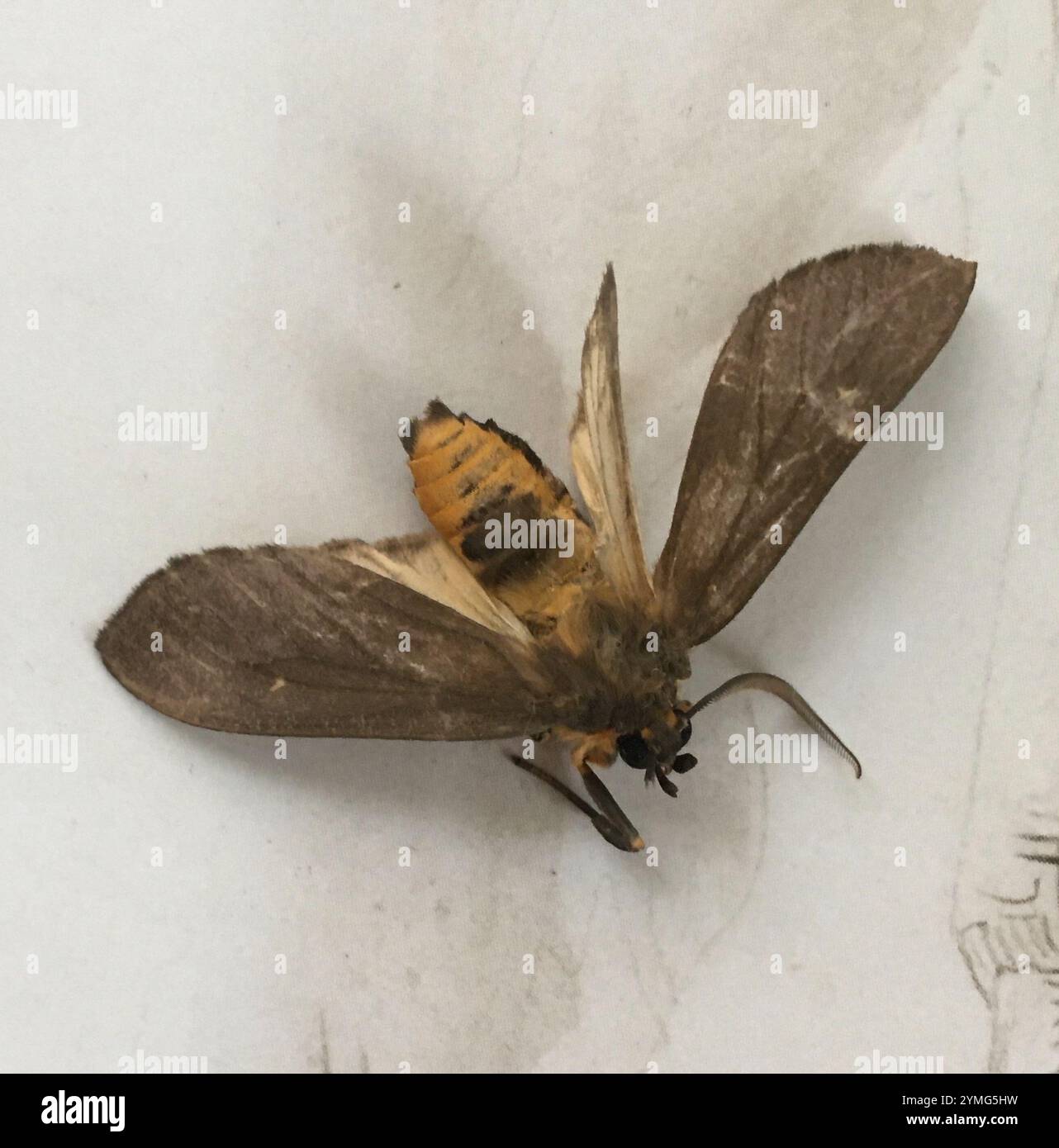 Tiger Moths and Allies (Arctiinae Stock Photo - Alamy