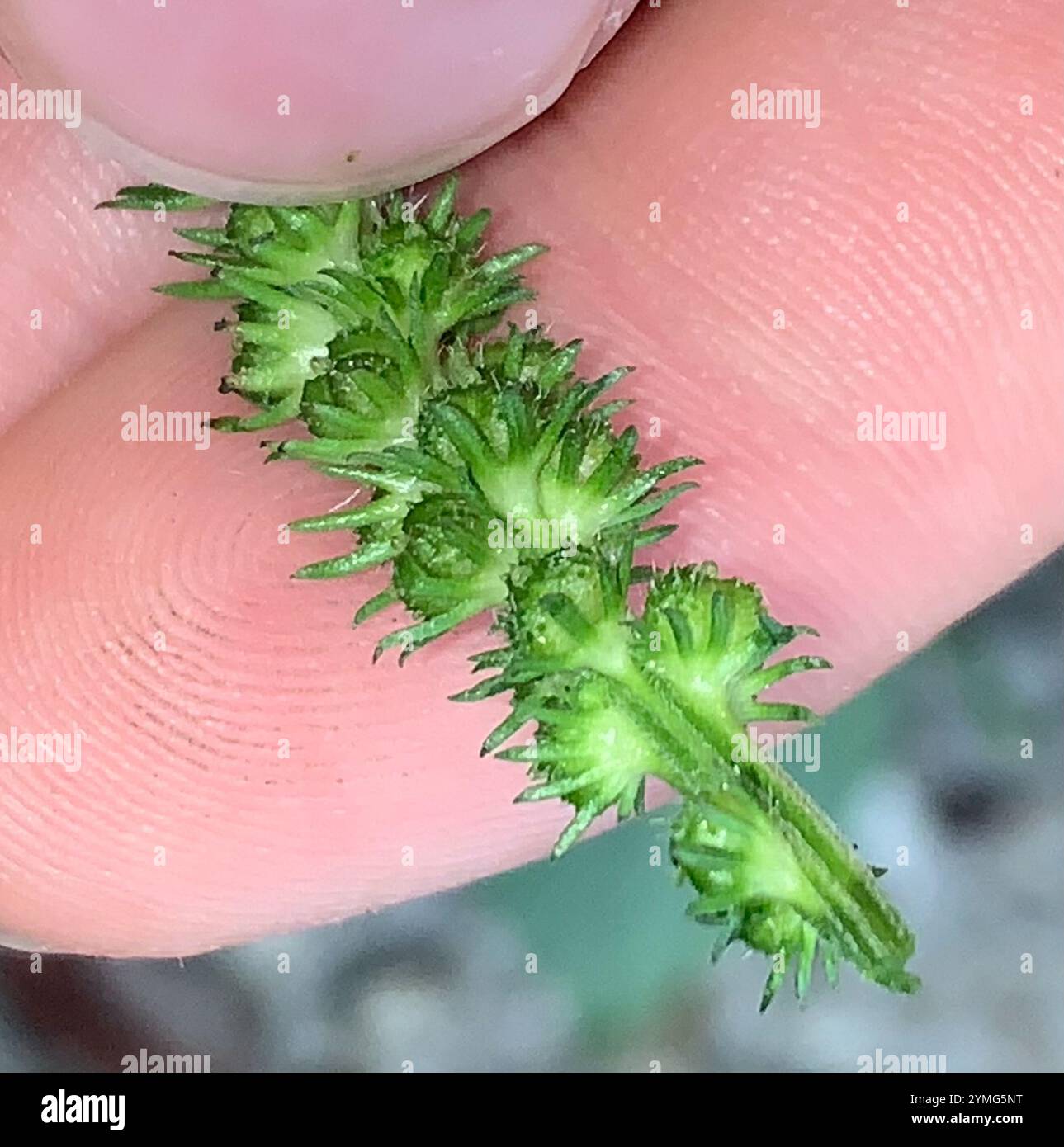Cuban copperleaf (Acalypha setosa Stock Photo - Alamy