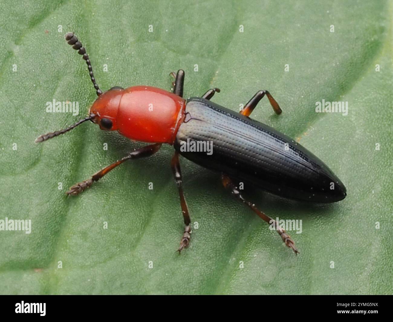 Clover Stem Borer (Languria mozardi Stock Photo - Alamy