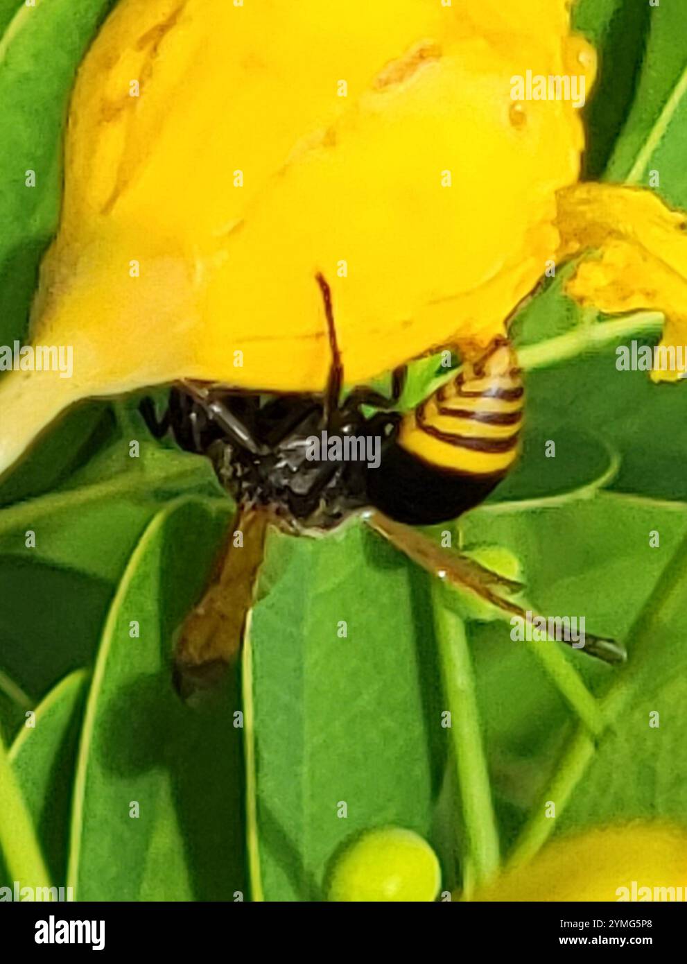 Keyhole Wasp (Pachodynerus nasidens Stock Photo - Alamy