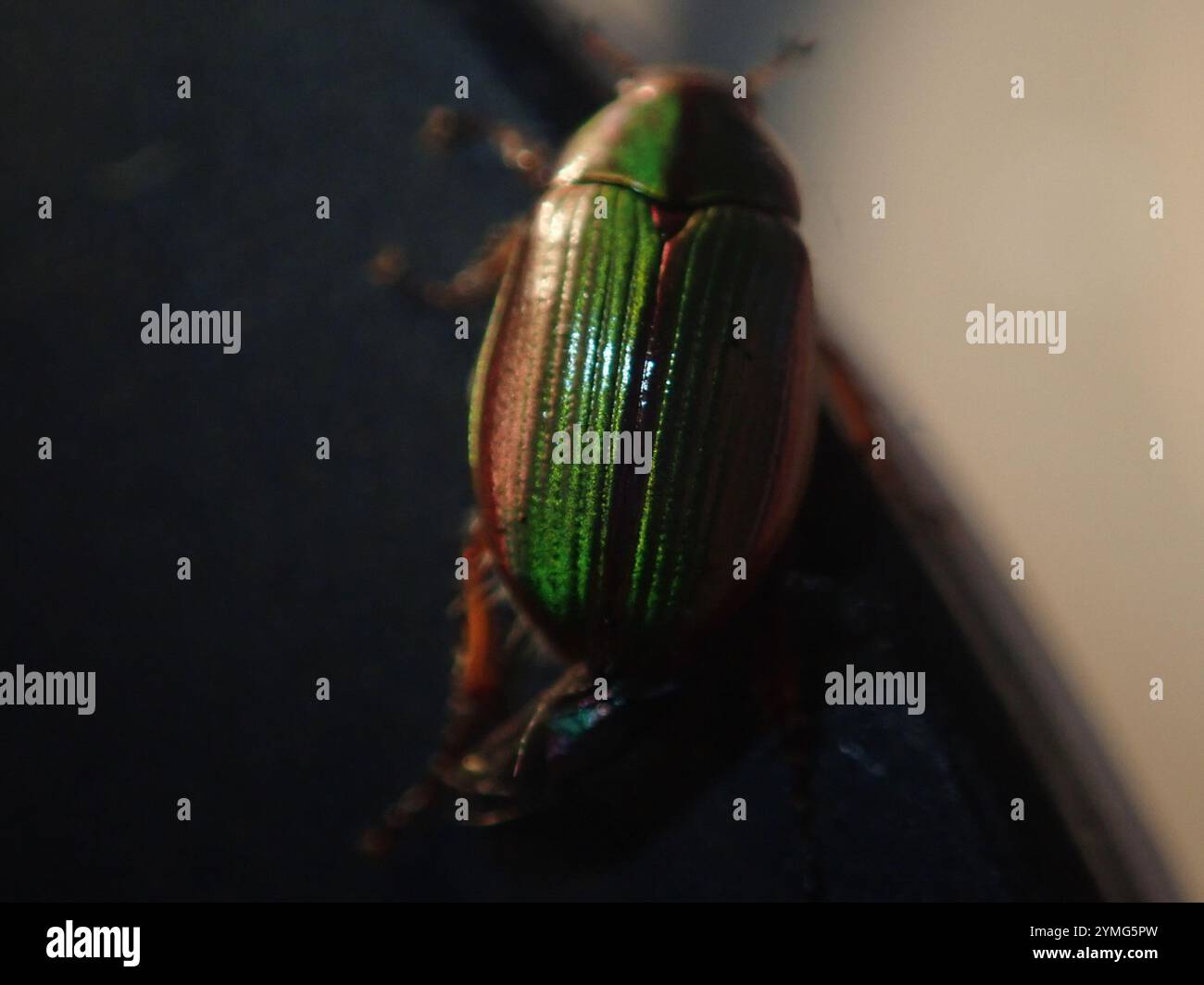 Pyronota hi-res stock photography and images - Alamy