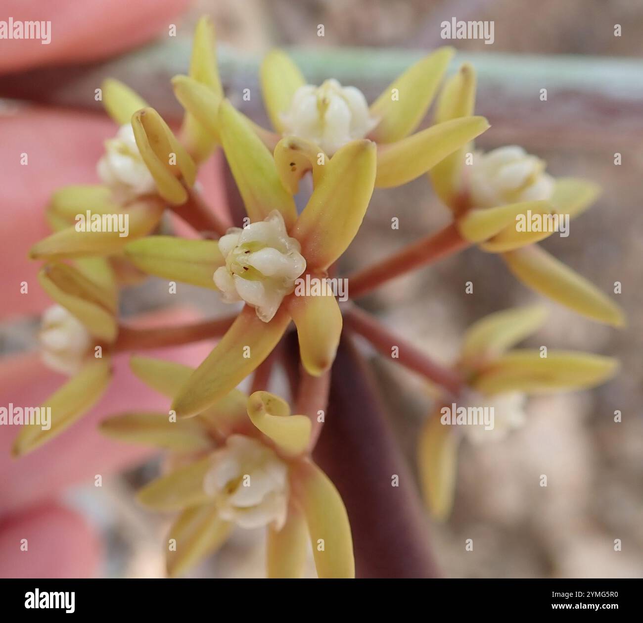 Caustic vine hi-res stock photography and images - Alamy
