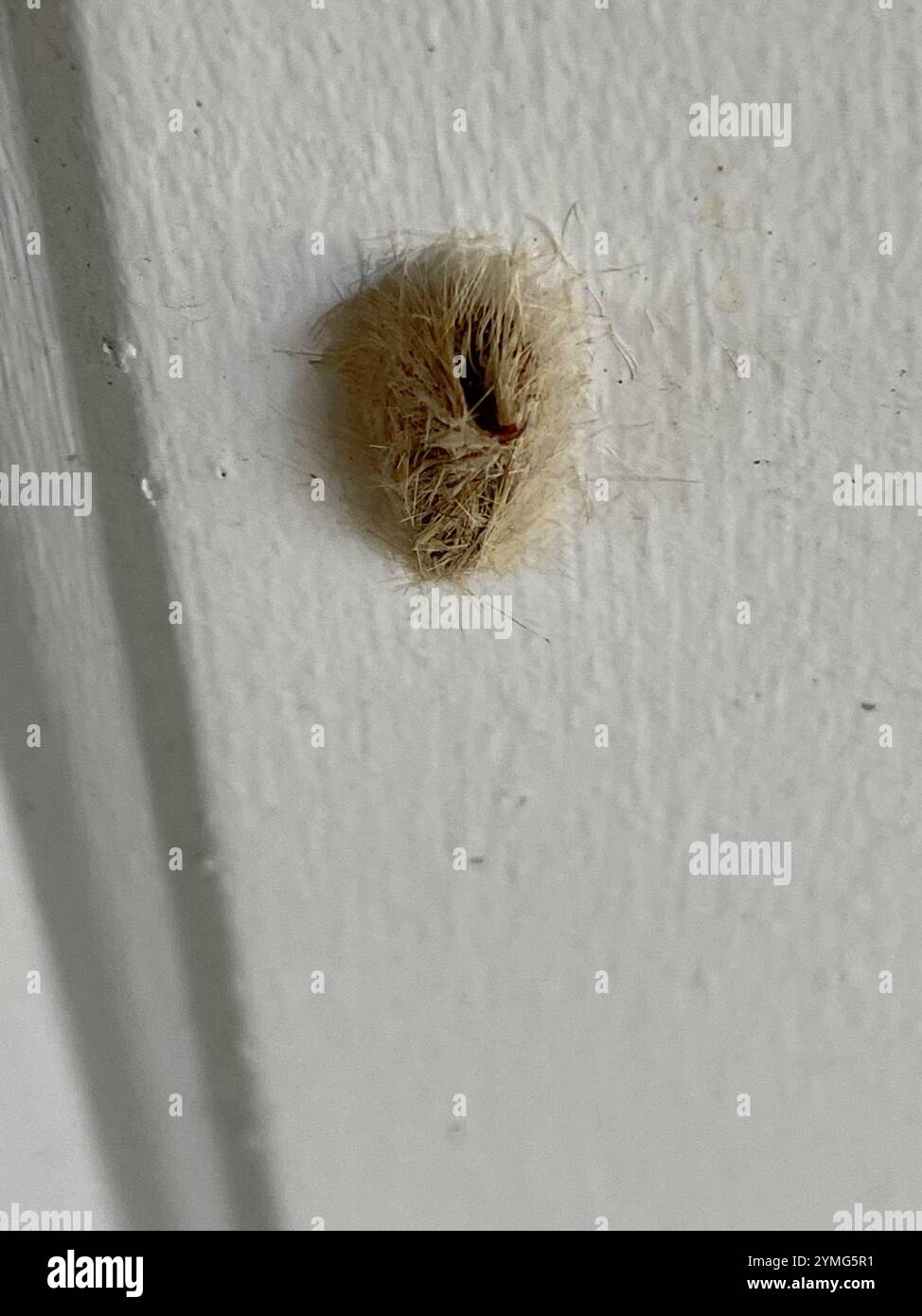 Edwards' Wasp Moth (Lymire edwardsii Stock Photo - Alamy