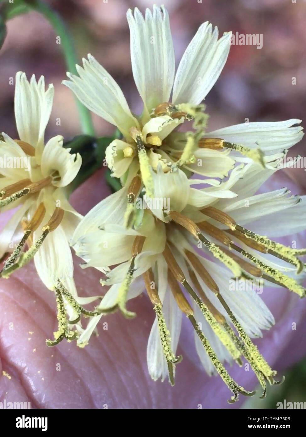 lion's foot rattlesnake root (Nabalus serpentarius Stock Photo - Alamy