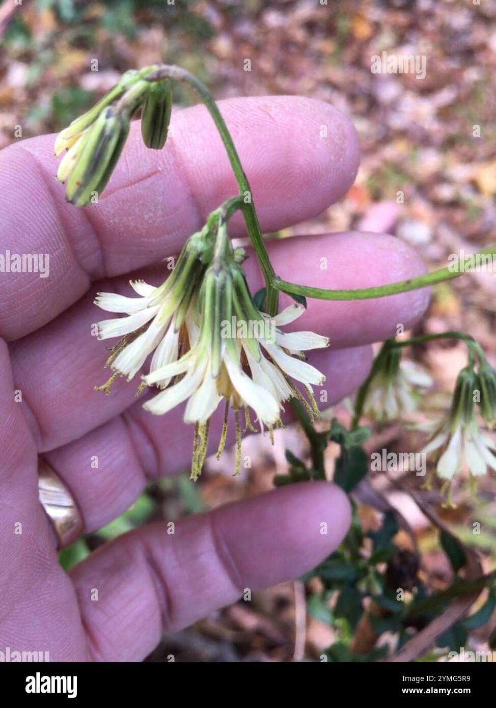 lion's foot rattlesnake root (Nabalus serpentarius Stock Photo - Alamy