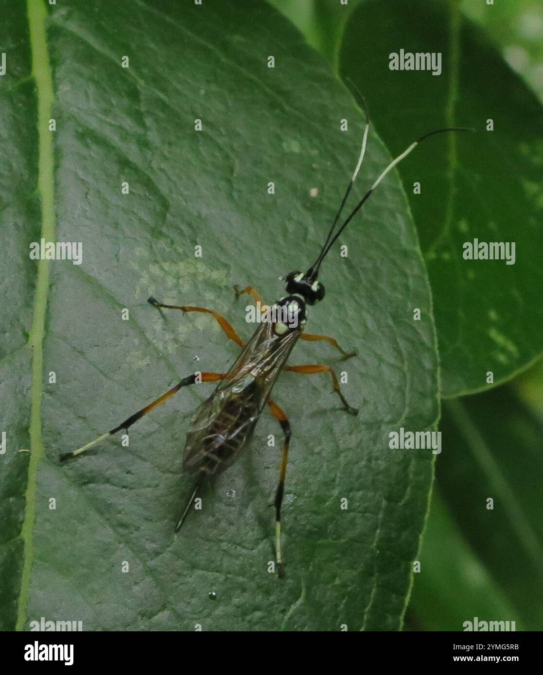 Lemon Tree Borer Parasitoid Wasp (Xanthocryptus novozealandicus Stock ...