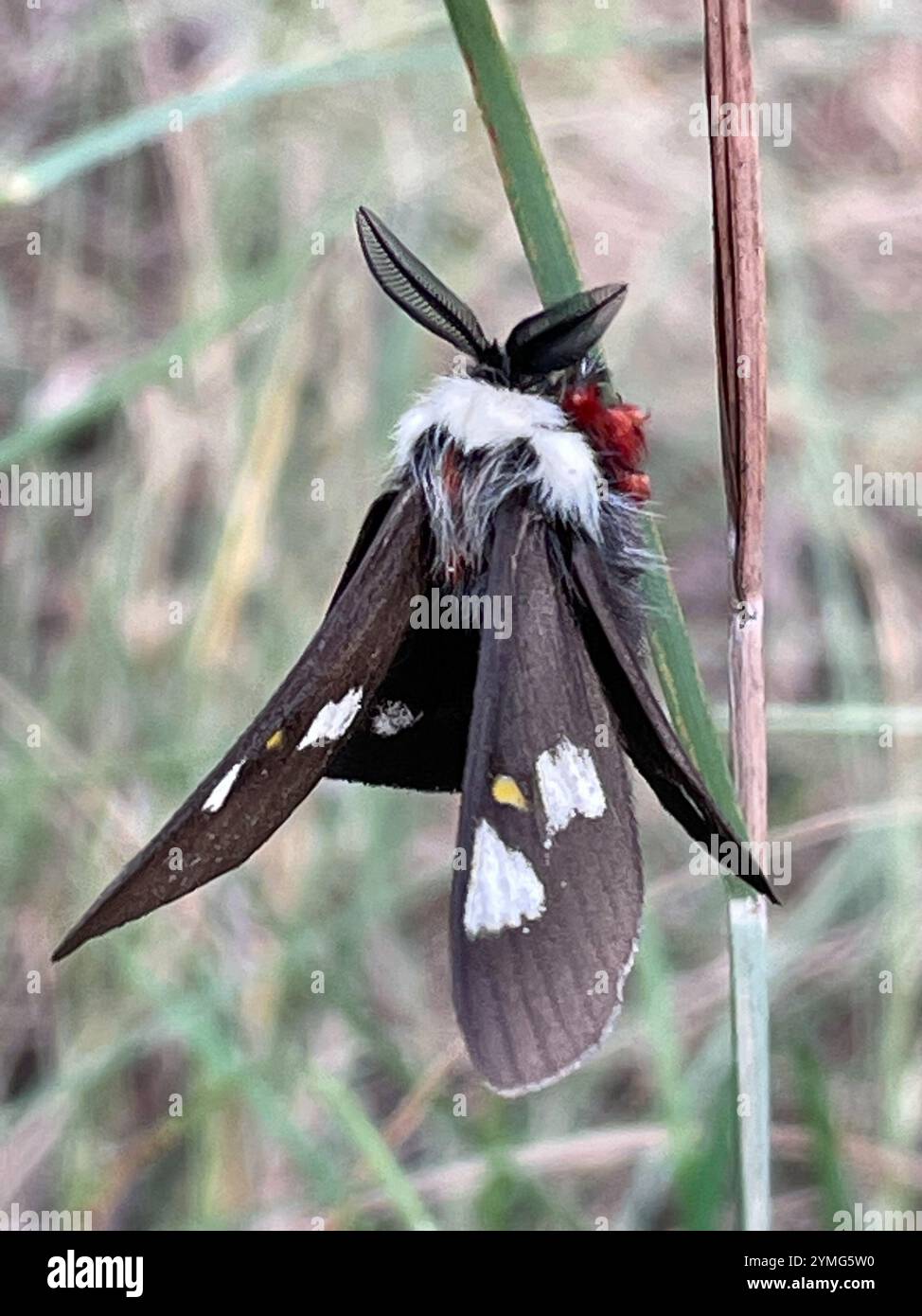Grote's buckmoth (Hemileuca grotei Stock Photo - Alamy