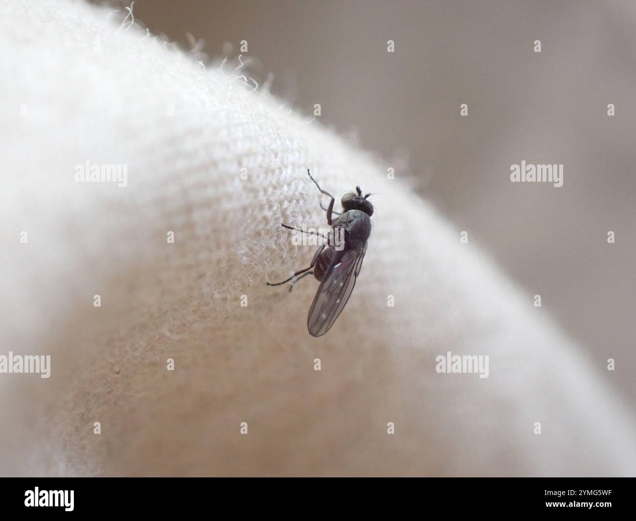 Scatella hi-res stock photography and images - Alamy