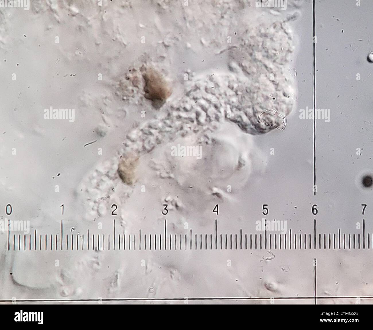 Frosted Grain-spored Lichen (Sarcogyne regularis Stock Photo - Alamy