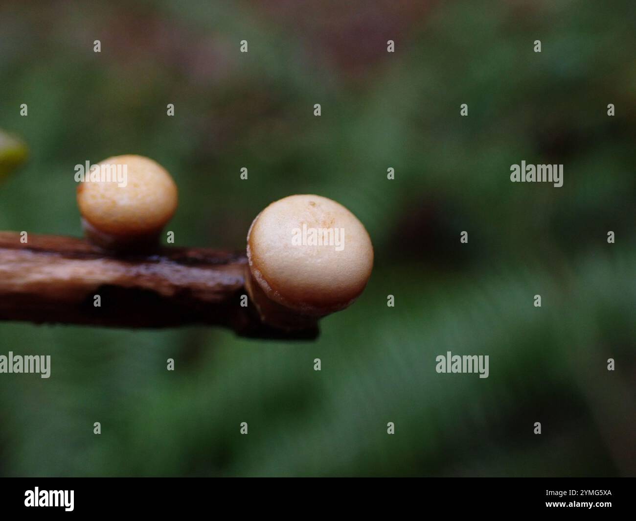 common bird's nest fungus (Crucibulum laeve Stock Photo - Alamy