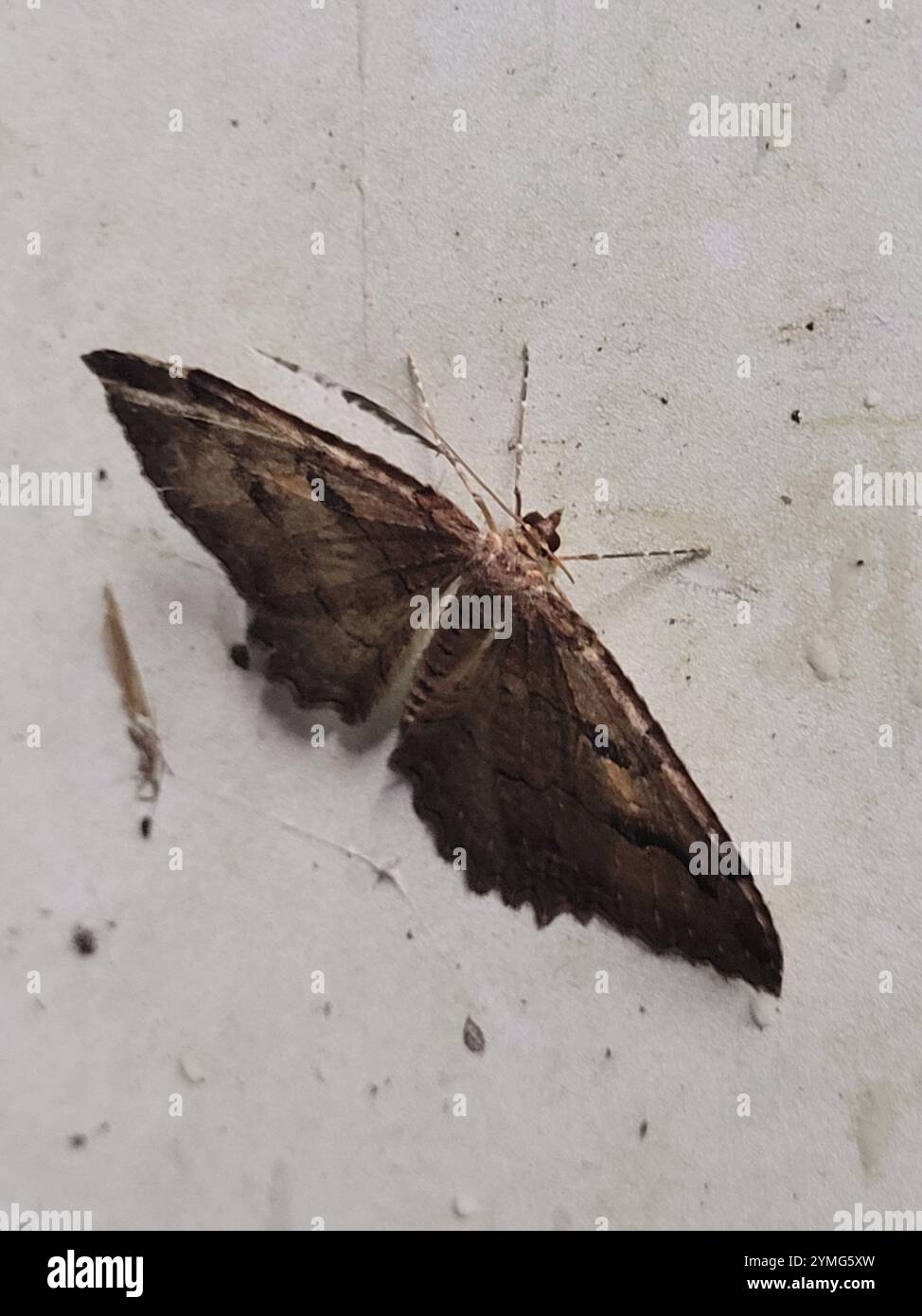 Tissue Moth (Triphosa haesitata Stock Photo - Alamy