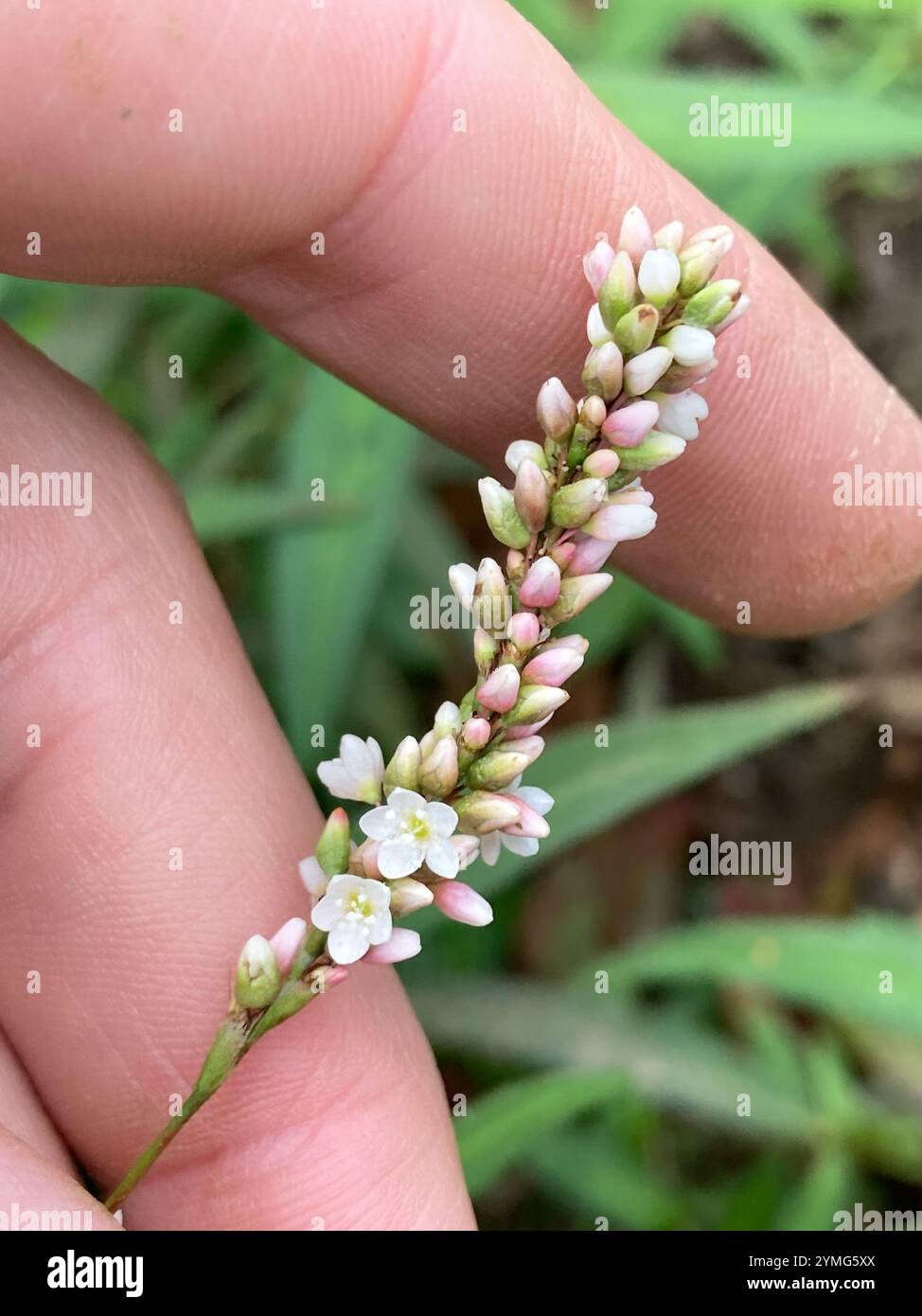 swamp smartweed (Persicaria hydropiperoides Stock Photo - Alamy
