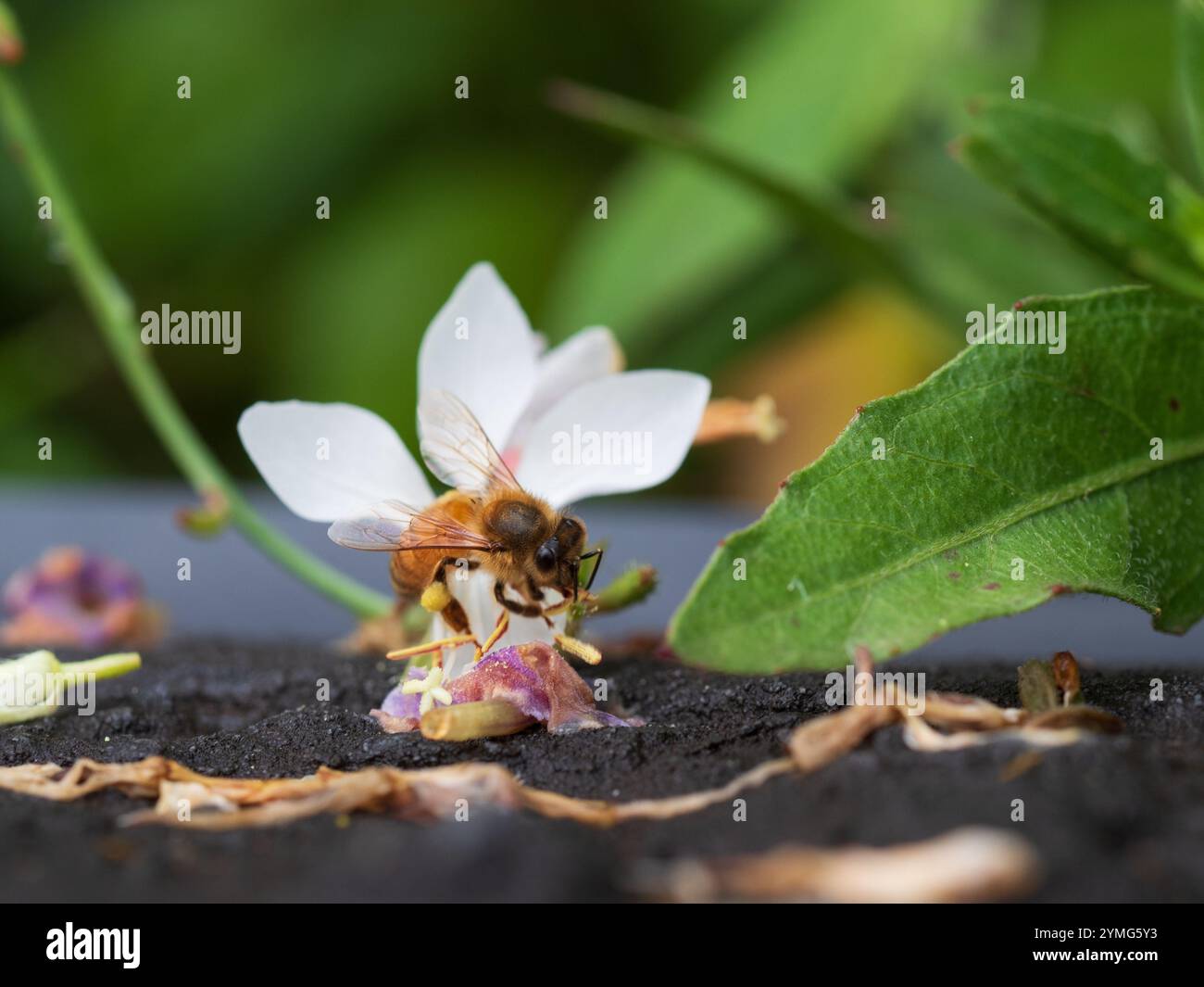 Whirling butterfly plant hi-res stock photography and images - Alamy