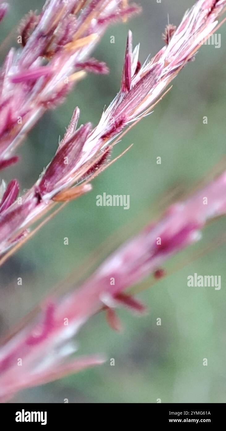 King Ranch bluestem (Bothriochloa ischaemum Stock Photo - Alamy