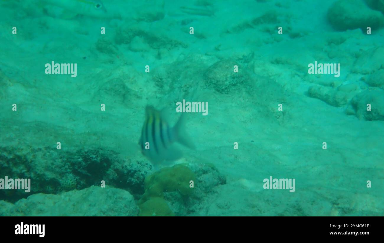 Atlantic Sergeant Major (Abudefduf saxatilis Stock Photo - Alamy