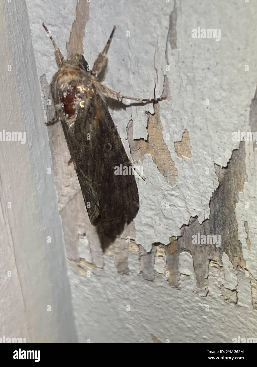 Fall Armyworm Moth (Spodoptera frugiperda Stock Photo - Alamy
