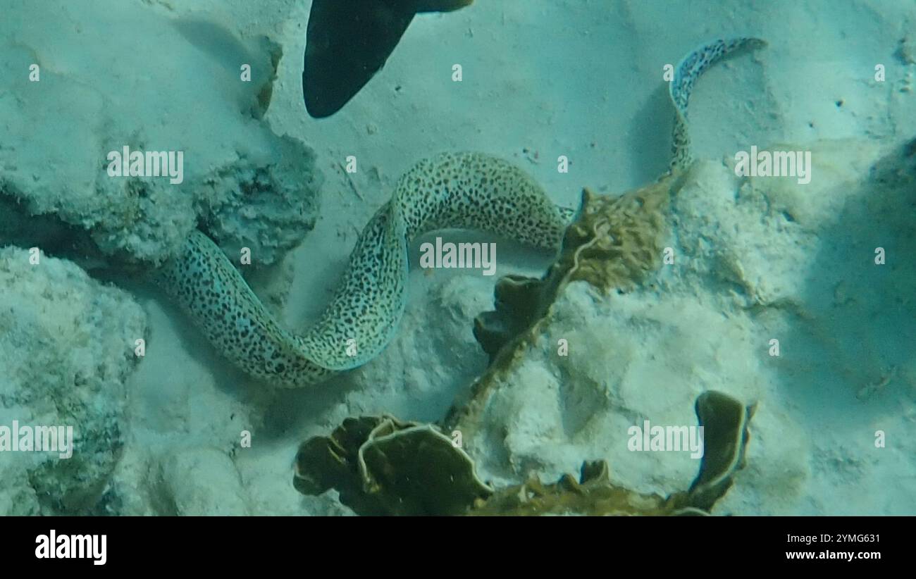 Spotted Moray (Gymnothorax moringa Stock Photo - Alamy