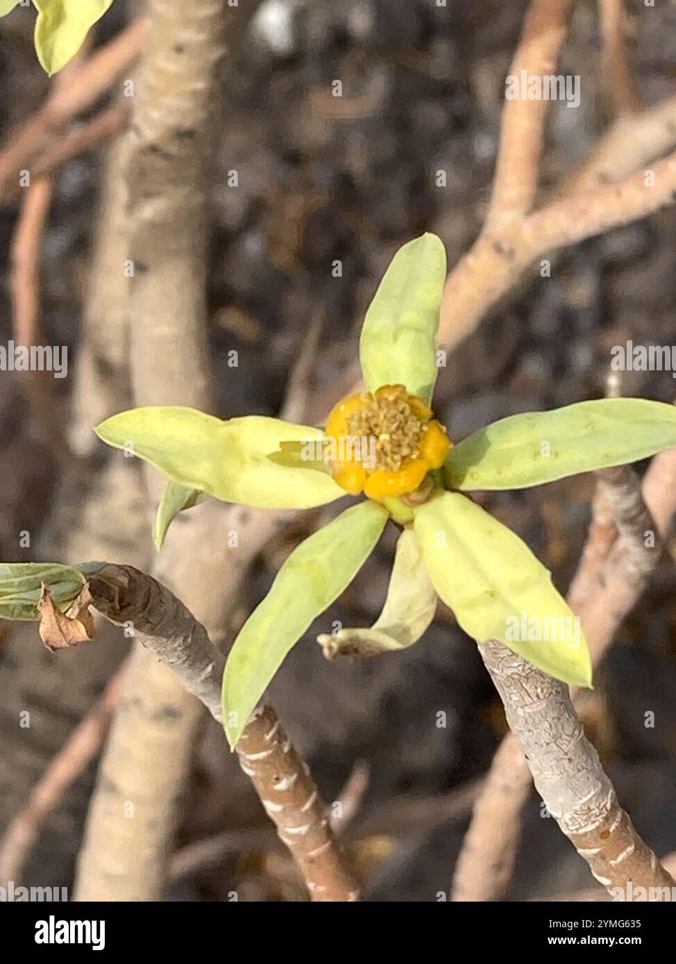 balsam spurge (Euphorbia balsamifera Stock Photo - Alamy
