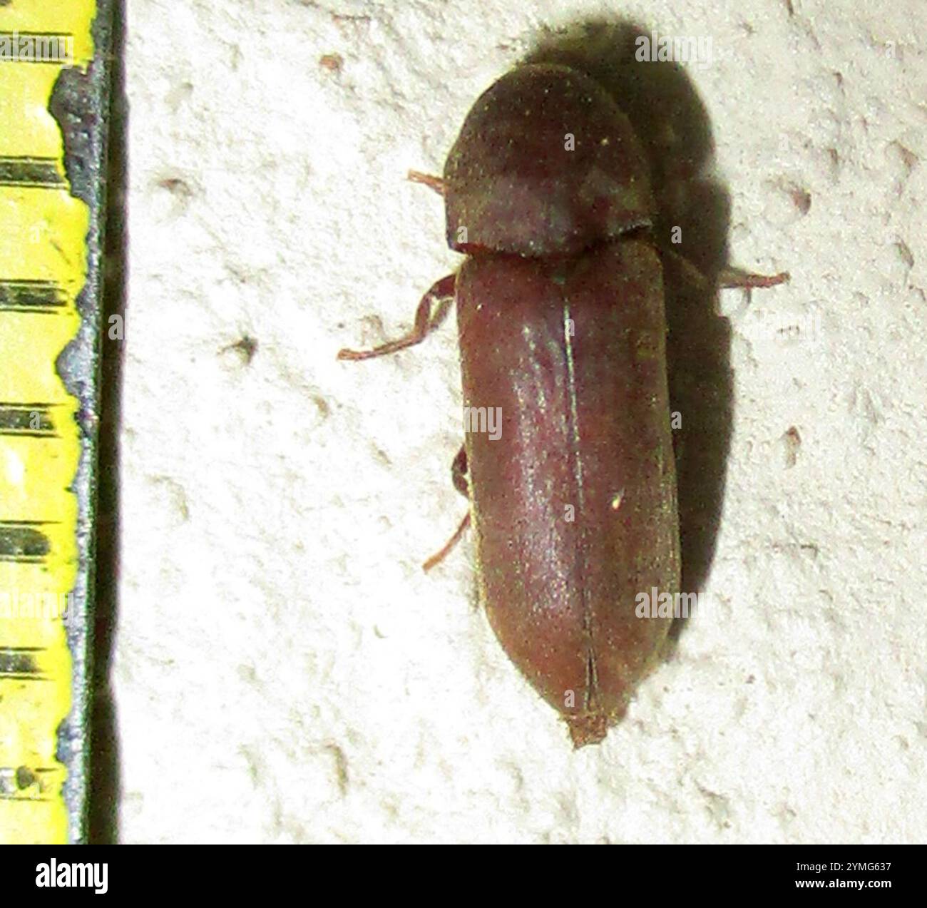 Water, Rove, Scarab, Long-horned, Leaf, and Snout Beetles (Polyphaga ...