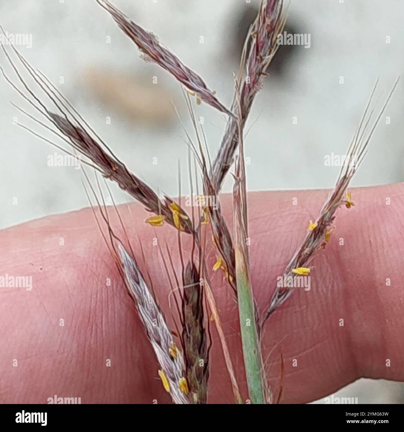 thatching grass (Hyparrhenia hirta Stock Photo - Alamy