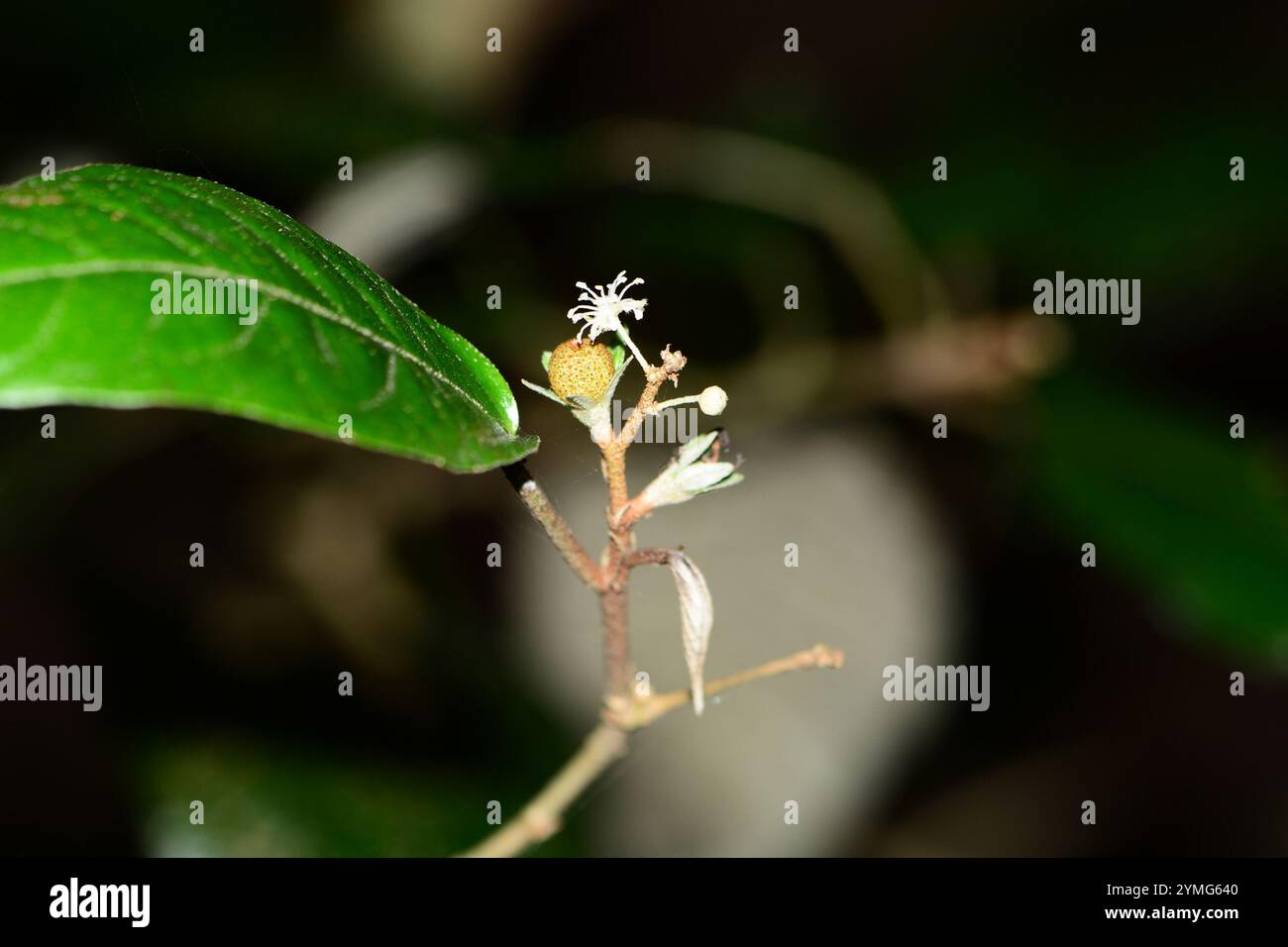 Ceylon croton (Croton zeylanicus Stock Photo - Alamy