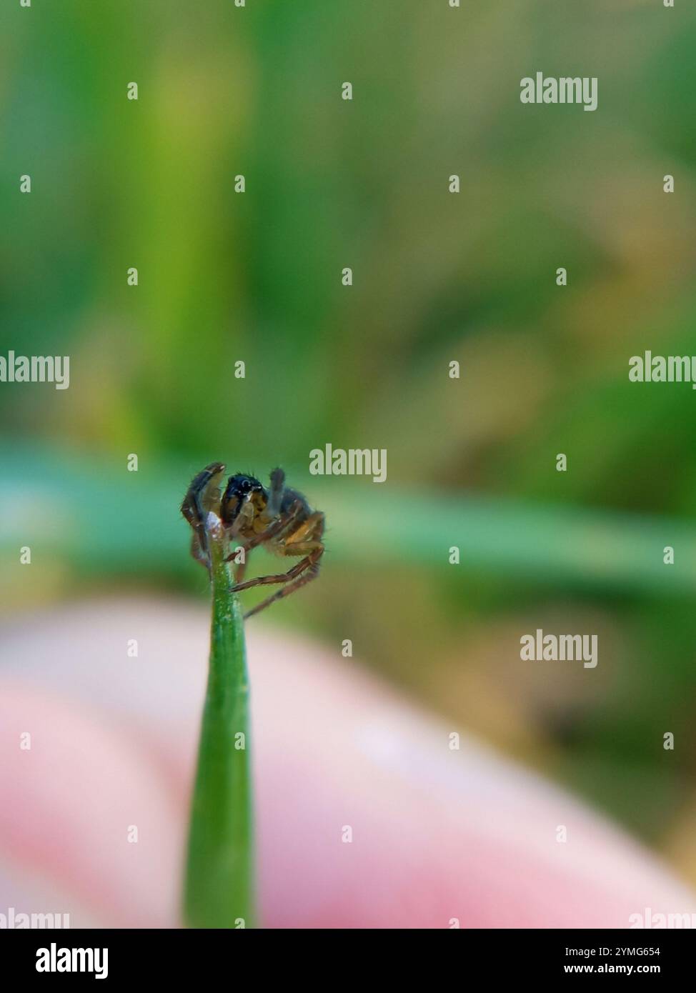 Radiated Wolf Spider (Hogna radiata Stock Photo - Alamy