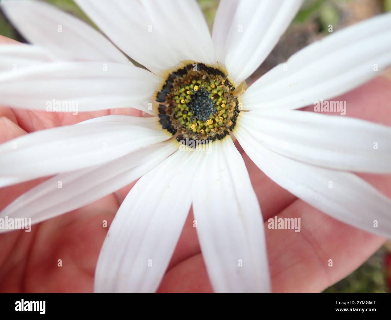 Diamond African Daisy (Arctotis decurrens Stock Photo - Alamy