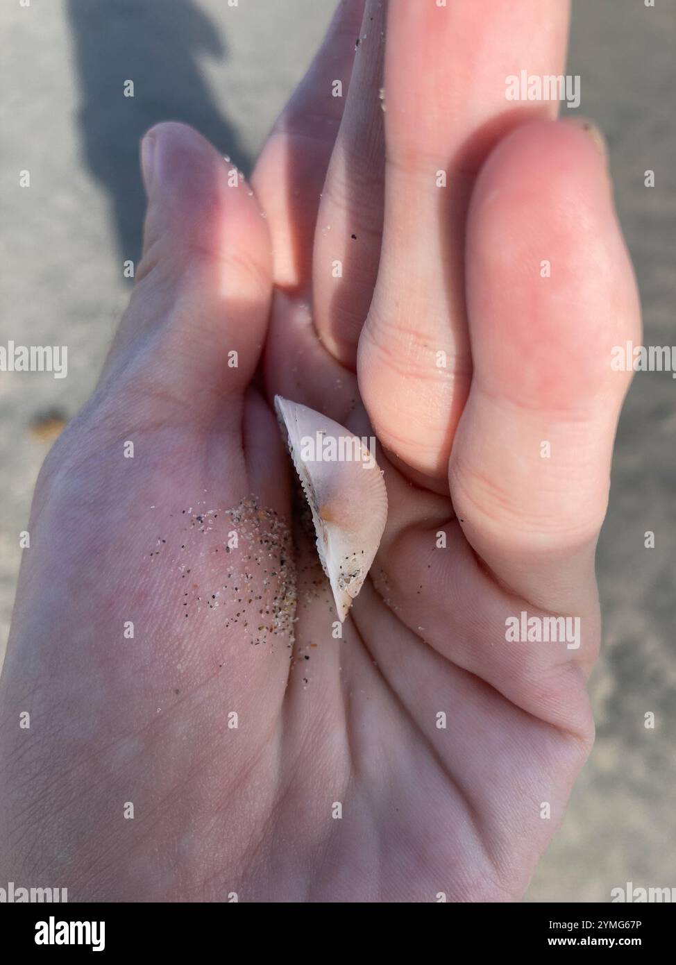 Spectral Bittersweet Clam (Glycymeris spectralis Stock Photo - Alamy