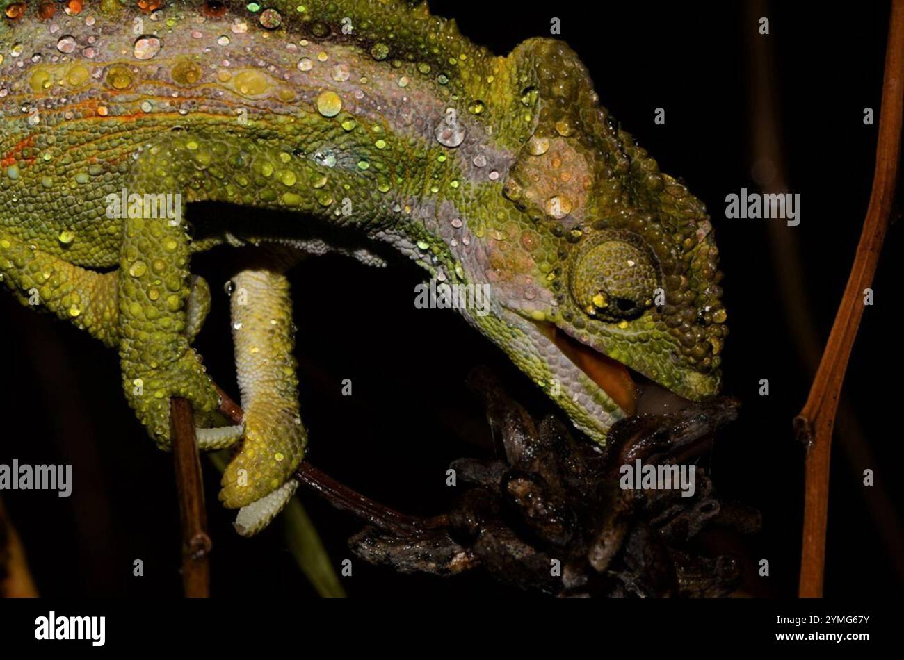 Cape Dwarf Chameleon (Bradypodion pumilum Stock Photo - Alamy