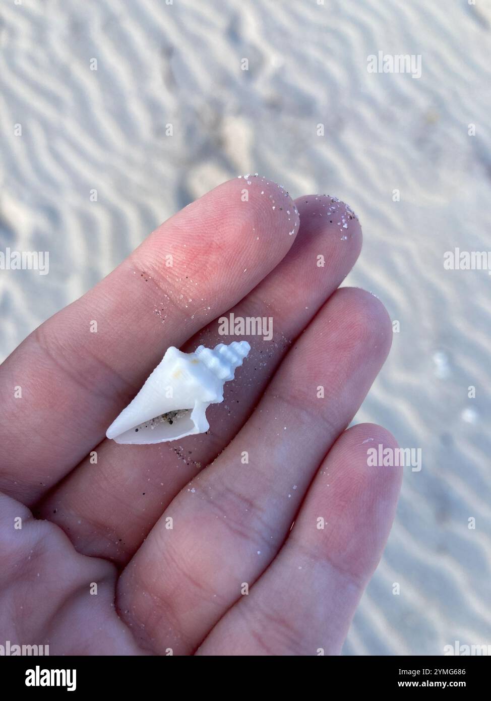 Queen Conch (Aliger gigas Stock Photo - Alamy