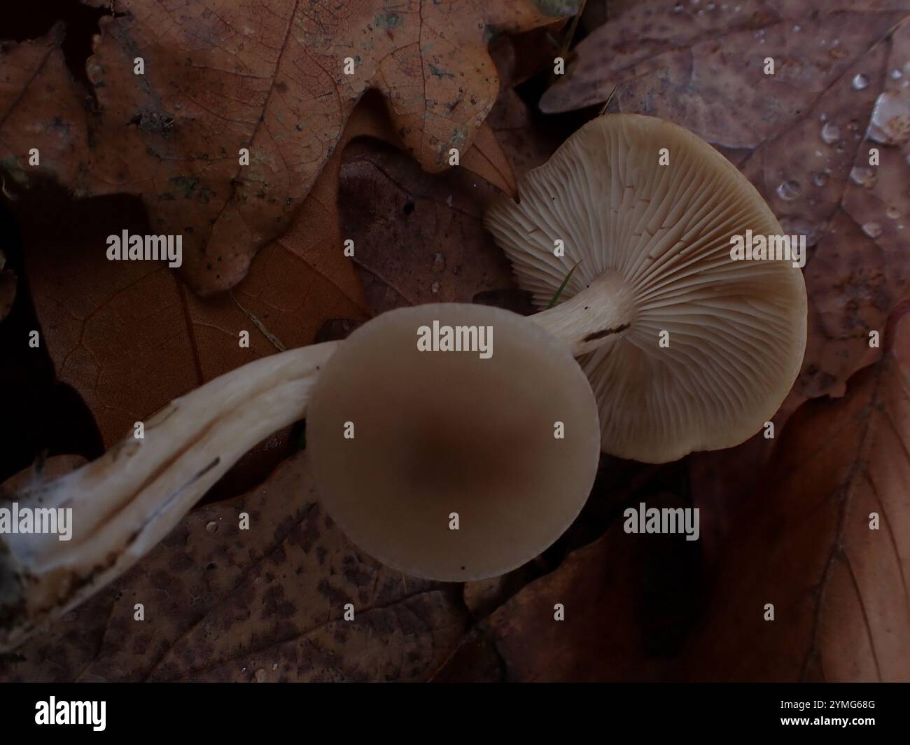Fragrant Funnel (Clitocybe fragrans Stock Photo - Alamy