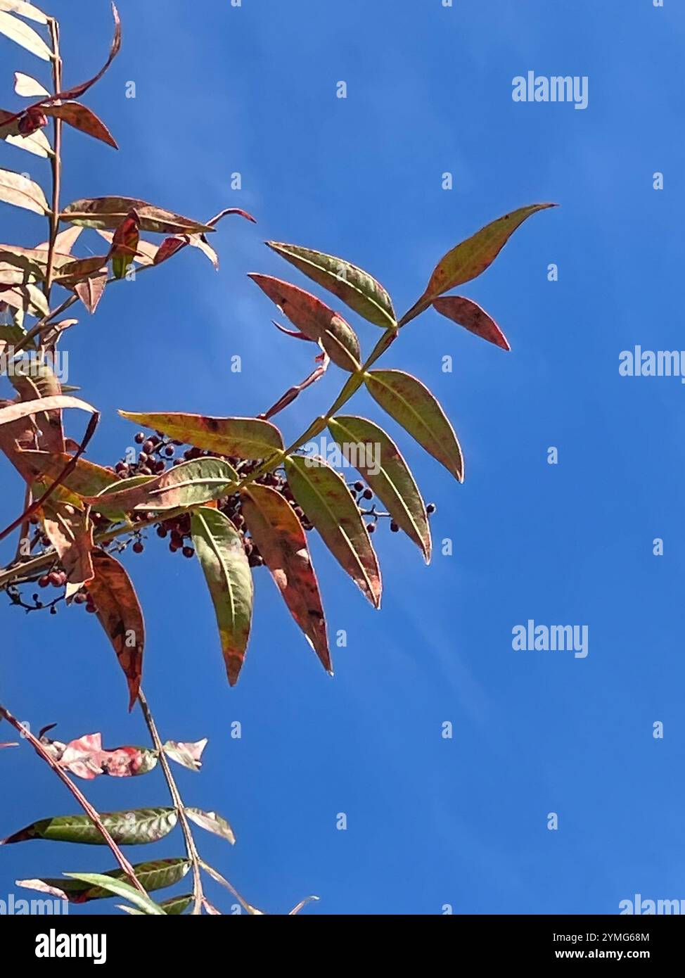 Prairie flameleaf sumac (Rhus lanceolata Stock Photo - Alamy