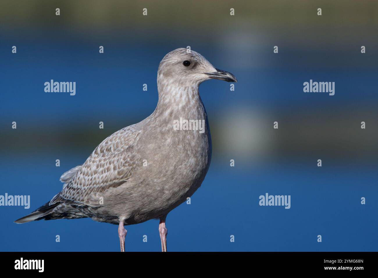 Larus glaucoides thayeri hi-res stock photography and images - Alamy