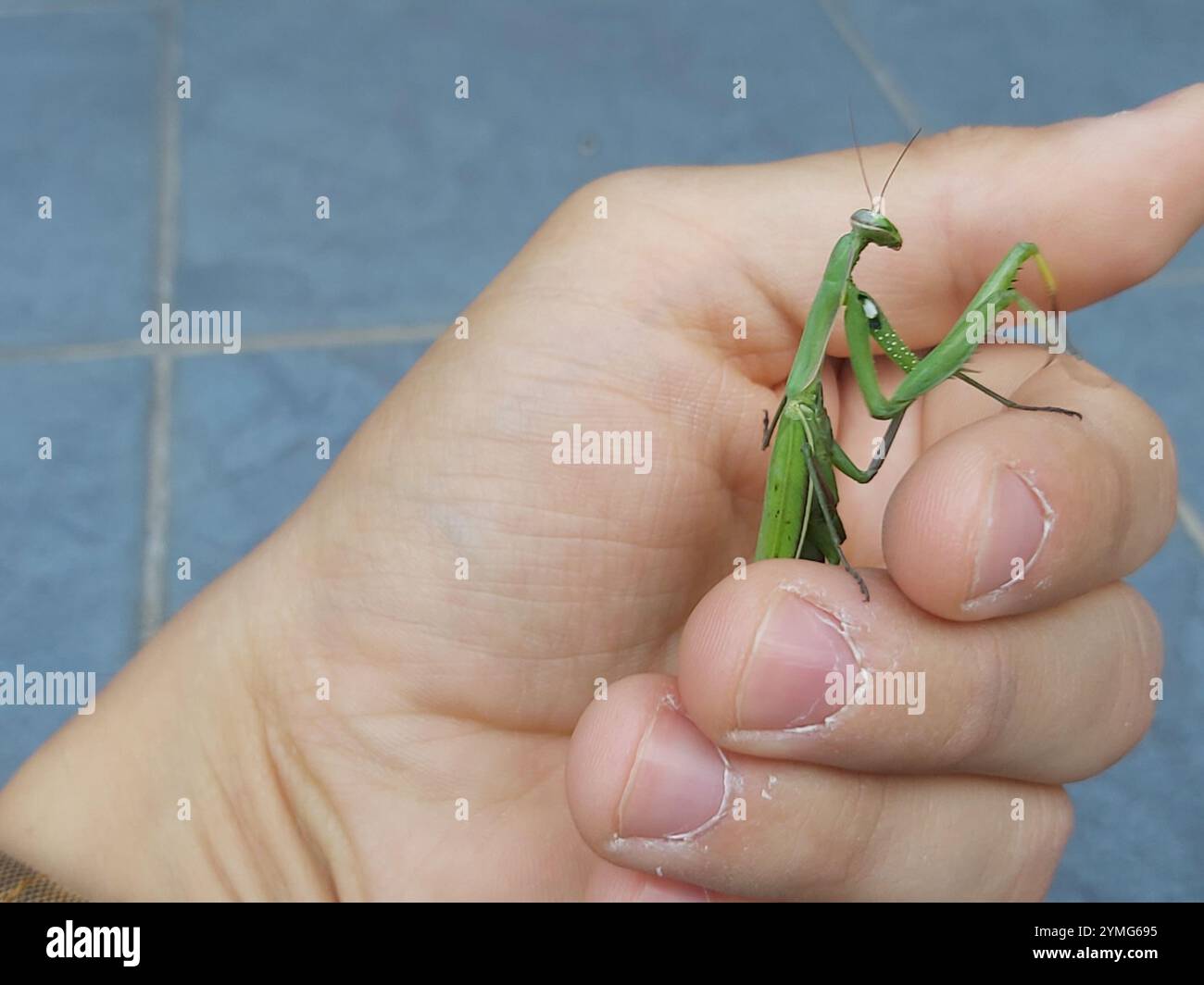 European Mantis (Mantis religiosa Stock Photo - Alamy