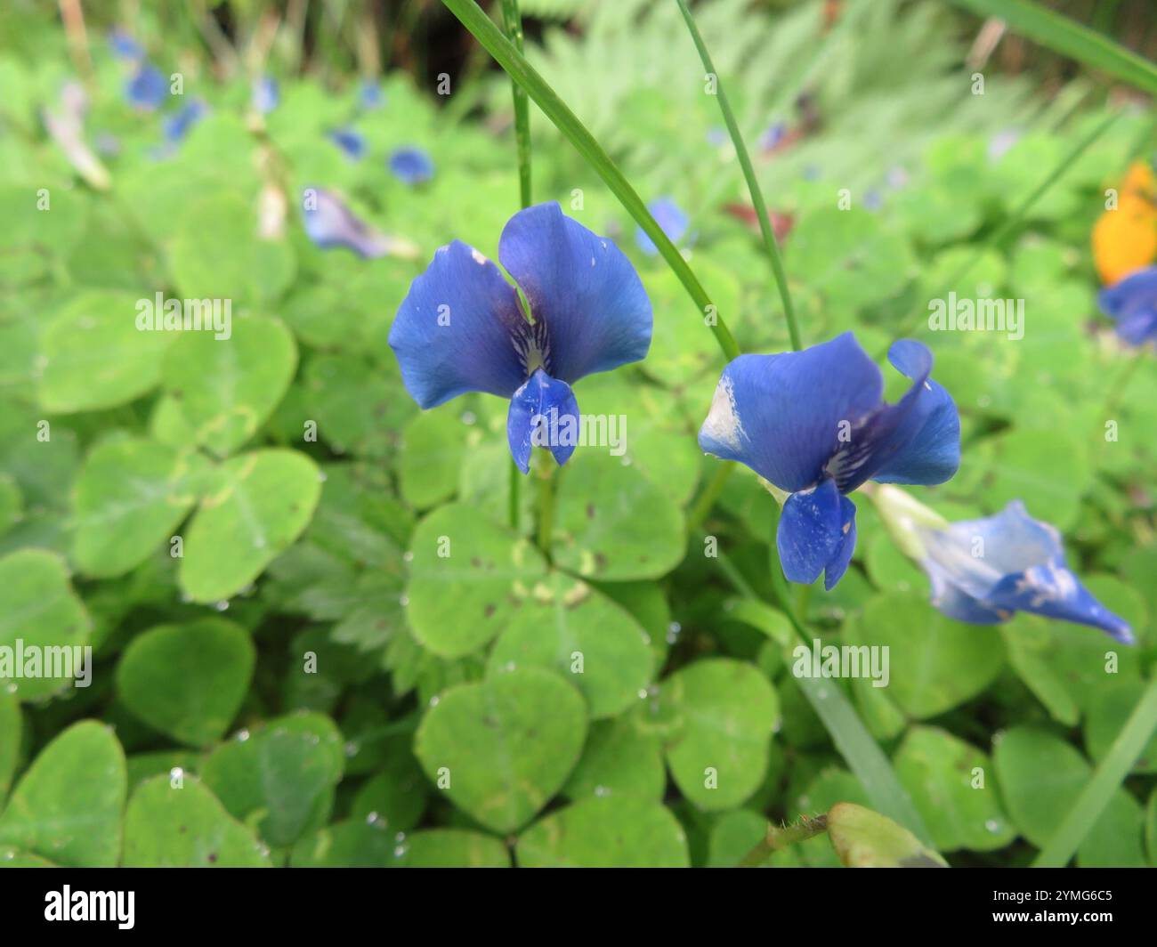 Parochetus communis hi-res stock photography and images - Alamy